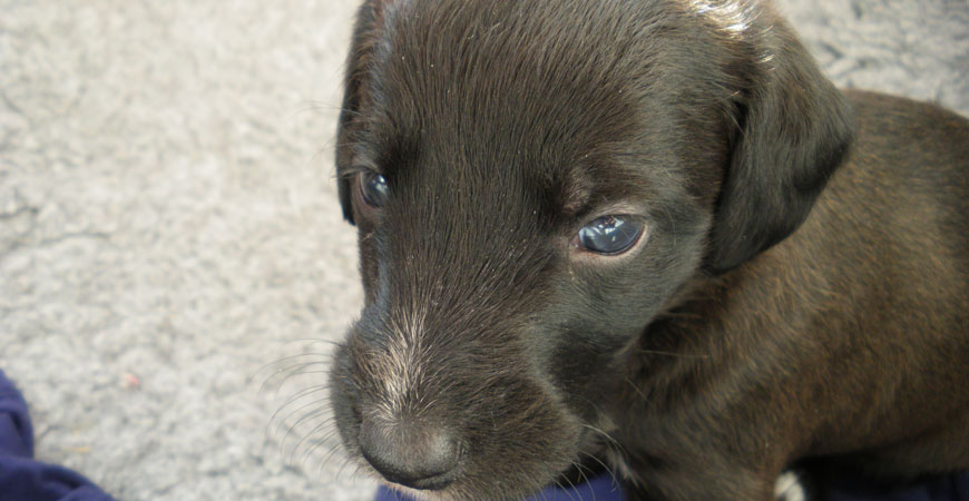 Everything Puppy!! - Right Start Dog Training